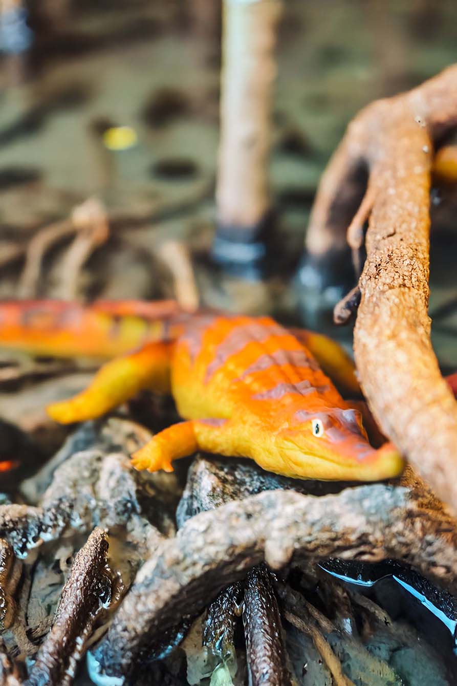 Crocodiles - PLANET WOW